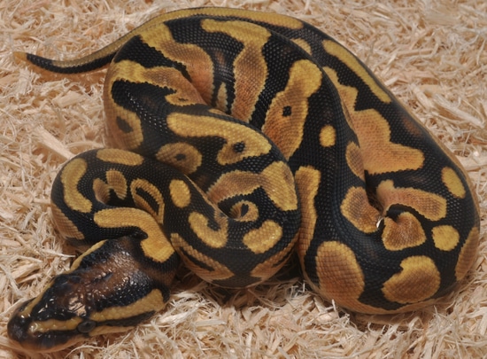 OD Fire Enchi Het Pied - SALE Ball Python by Sixth Sense Exotics
