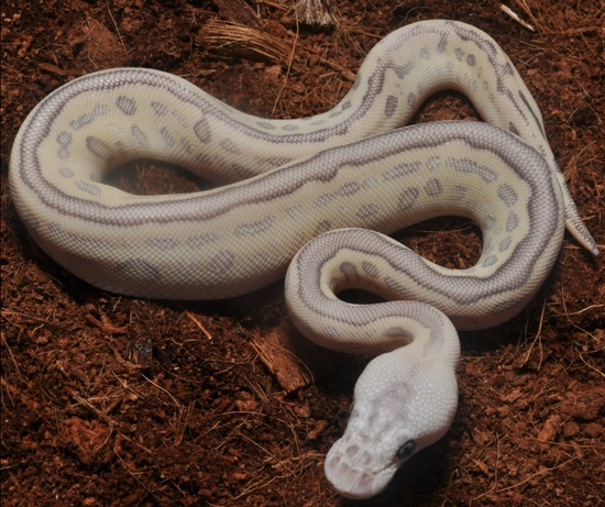 Nuclear Cypress Super Leo Clown - SALE Ball Python by Sixth Sense Exotics