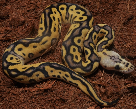 Cypress Spotnose Firefly Leo Clown - SALE Ball Python by Sixth Sense Exotics