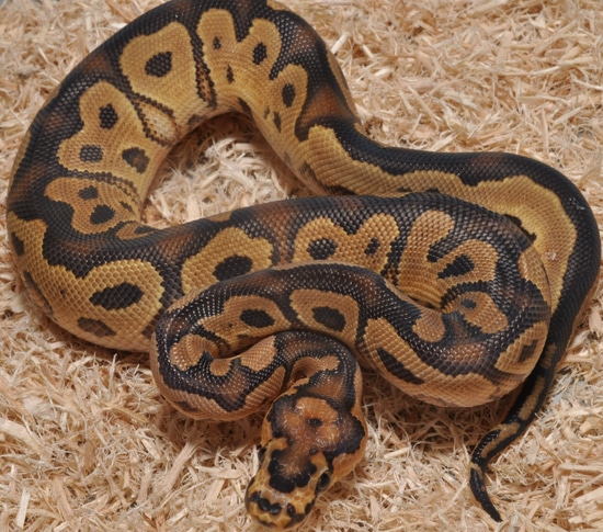 Clown Het Pied - SALE Ball Python by Sixth Sense Exotics