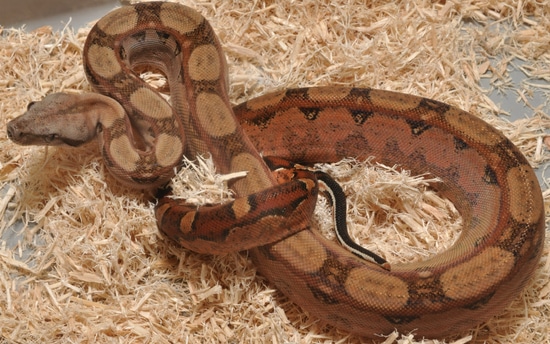Raptor Mandarin Belly Amber DH VPI Blood - SALE Boa Constrictor by ...