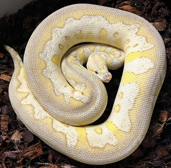Firefly Butter Clown ADULT - SALE Ball Python by Sixth Sense Exotics