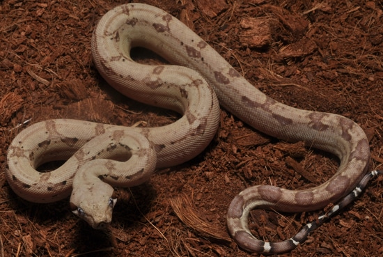 Honduran Tpos Snow - SALE Boa Constrictor by Sixth Sense Exotics