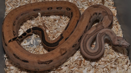 Scoria Motley SUBADULT - SALE Boa Constrictor by Sixth Sense Exotics