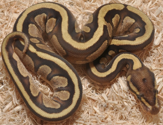 Fire Enchi Mahogany Het Pied - SALE Ball Python by Sixth Sense Exotics