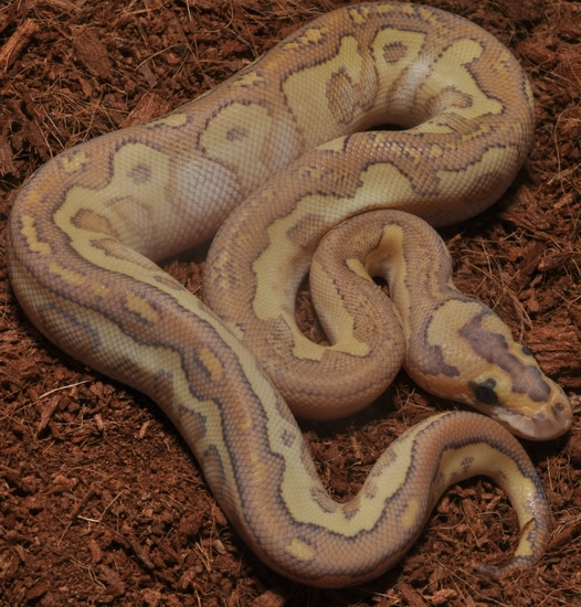 Spotnose Nuclear Clown - SALE Ball Python by Sixth Sense Exotics