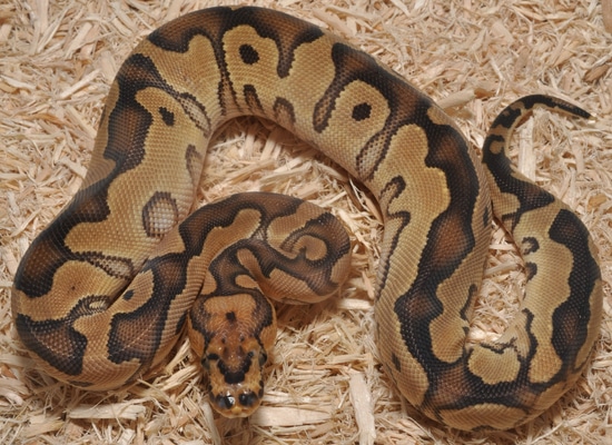 Clown Het Pied - SALE Ball Python by Sixth Sense Exotics