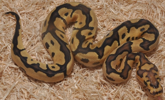 Fire YB Clown - SALE Ball Python by Sixth Sense Exotics