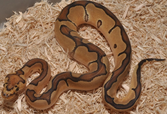 Fire Enchi Clown - SALE Ball Python by Sixth Sense Exotics