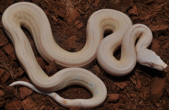 Scoria Sharp Albino - SALE Boa Constrictor by Sixth Sense Exotics