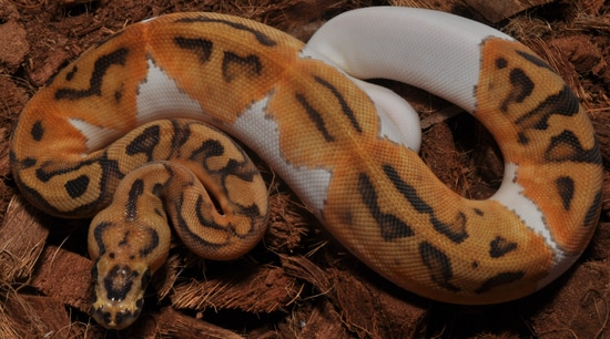 YB Pied Clown - SALE Ball Python by Sixth Sense Exotics