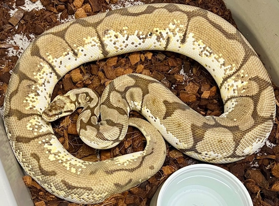 Bumble Bee Het Pied PROVEN - SALE Ball Python by Sixth Sense Exotics