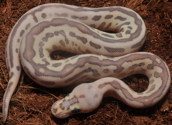 Nuclear Cypress Spotnose Clown - SALE Ball Python by Sixth Sense Exotics