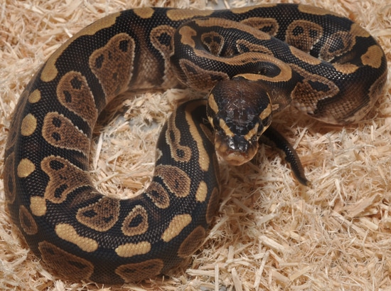 DH Candy Pied - SALE Ball Python by Sixth Sense Exotics