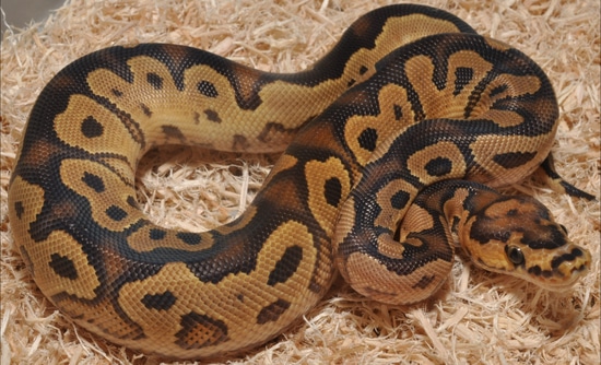 Clown Het Pied - SALE Ball Python by Sixth Sense Exotics