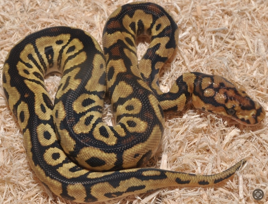 Spotnose Clown - SALE Ball Python by Sixth Sense Exotics