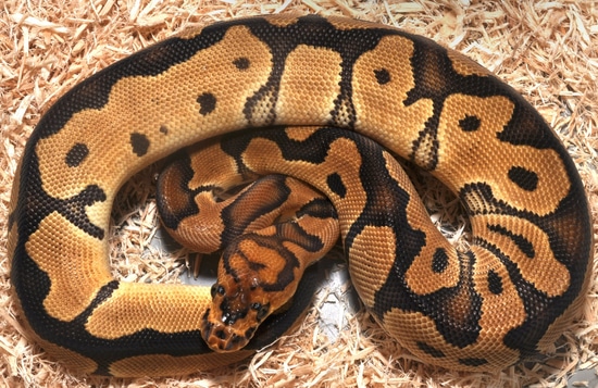 Fire Clown - SALE Ball Python by Sixth Sense Exotics