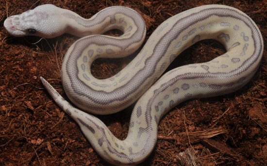 Nuclear Cypress Super Leo Clown - SALE Ball Python by Sixth Sense Exotics