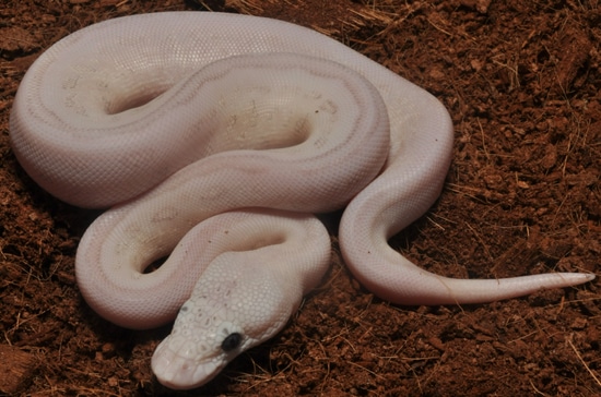 Nuclear Cypress Pastel Super Leo Spotnose Clown - SALE Ball Python by Sixth Sense Exotics