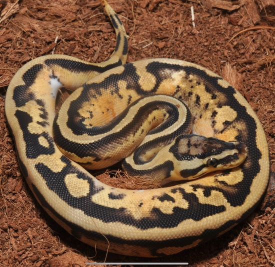 Pastel Leopard Pied Het Clown - SALE Ball Python by Sixth Sense Exotics