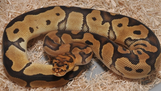 Fire Clown - SALE Ball Python by Sixth Sense Exotics