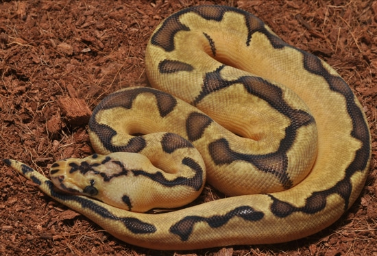 Firefly Enchi Clown - SALE Ball Python by Sixth Sense Exotics