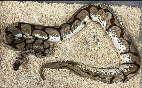 Bumble Bee Het Pied PROVEN - SALE Ball Python by Sixth Sense Exotics