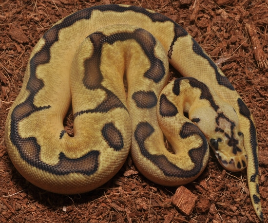 Firefly Enchi Clown - SALE Ball Python by Sixth Sense Exotics
