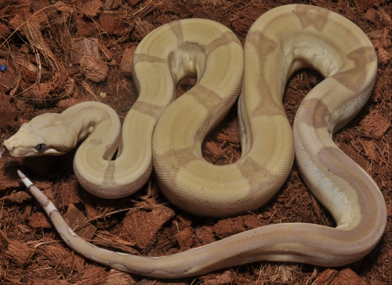 Fire Ghost Jungle Het Sharp - SALE Boa Constrictor by Sixth Sense Exotics