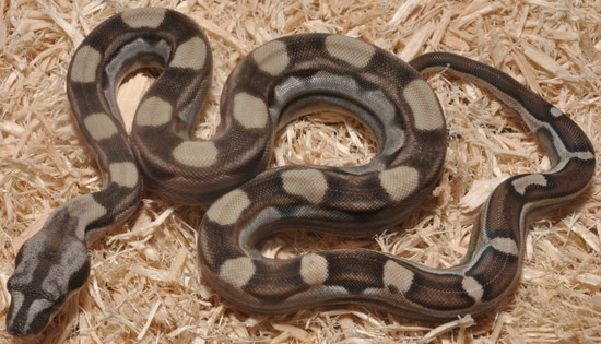 Mandarin Belly Motley Het Lavender Line Sharp - SALE Boa Constrictor by ...