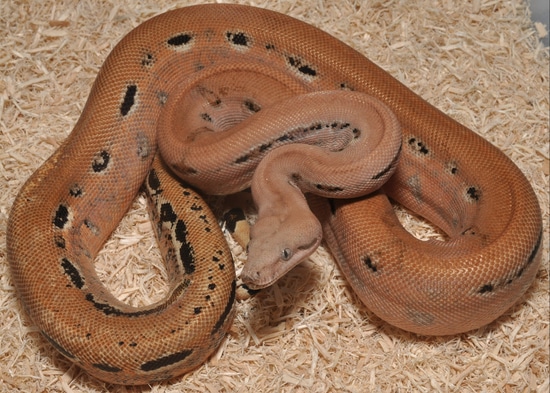 Scoria Het REDLINE CA Tpos - SALE Boa Constrictor by Sixth Sense Exotics