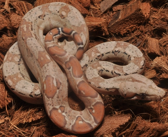 Honduran Tpos Het Snow - 72hr Super SALE Boa Constrictor by Sixth Sense ...