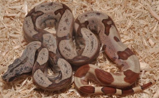 Hypo Jungle Het Lavender Line Sharp - 72hr Super SALE Boa Constrictor ...