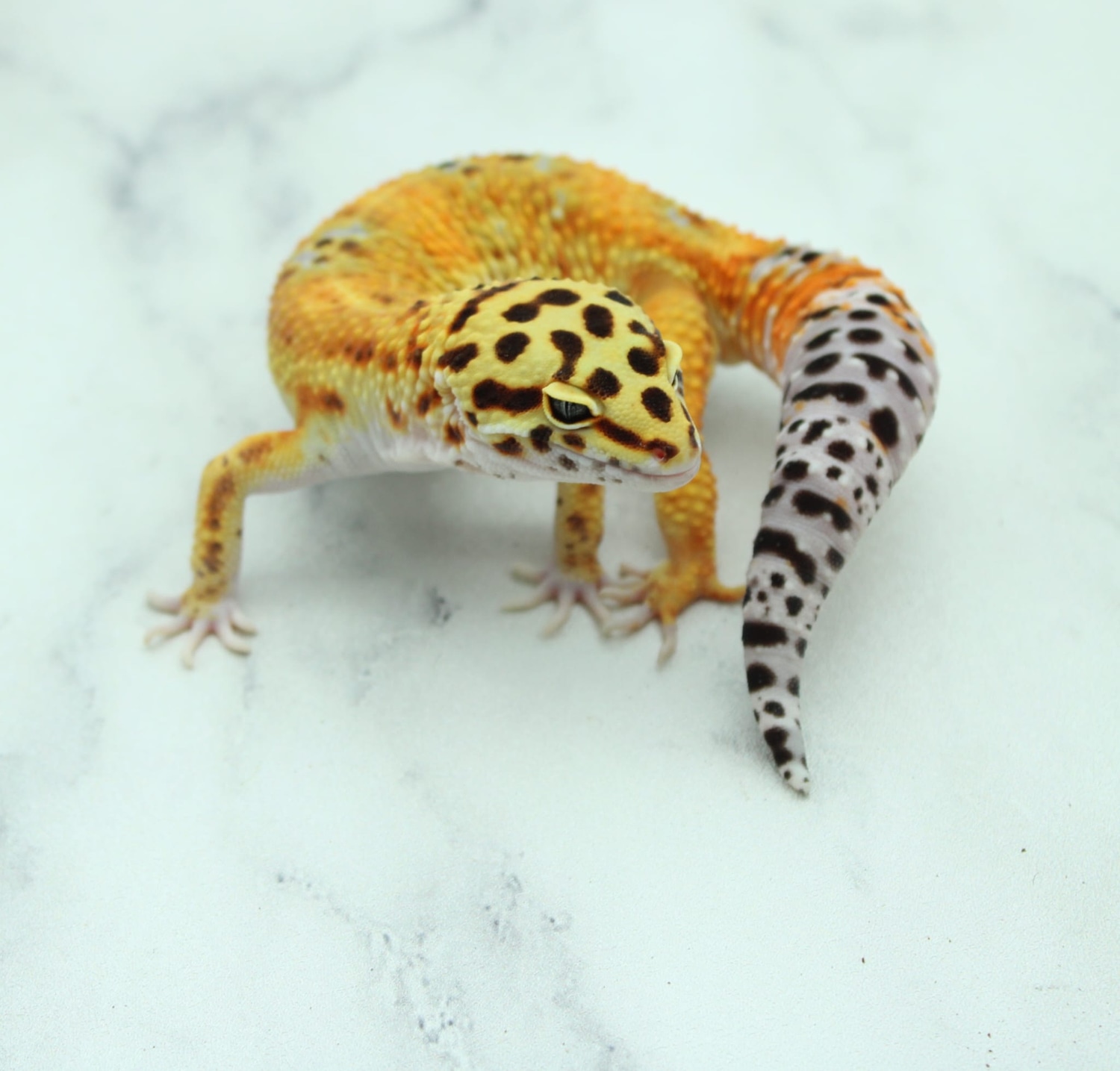 Inferno Copper Tangerine Cross Het Tremper 50% Het Eclipse Leopard ...