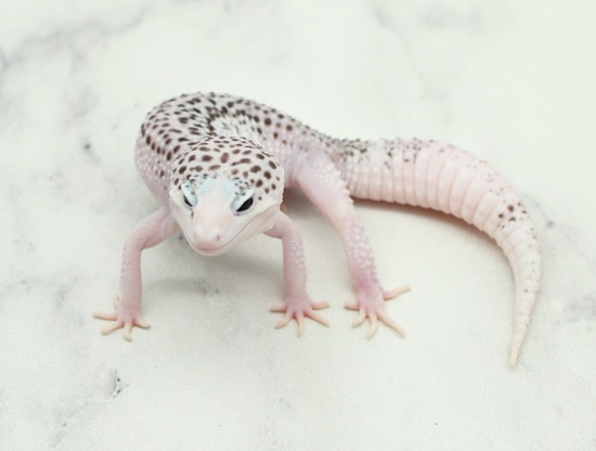 Super Snow Eclipse Pied 50% Het Tremper Leopard Gecko by CNM Reptiles