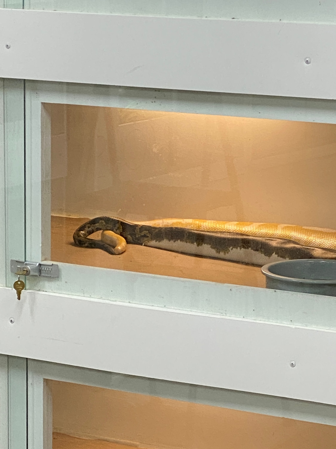 Pied Poss Het Albino Proven Breeder! Burmese Python by CNR Reptiles ...