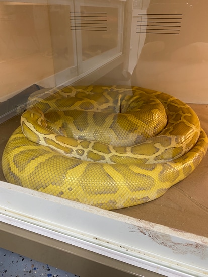 Adult Female Golf Coast Caramel Burmese Python by CNR Reptiles