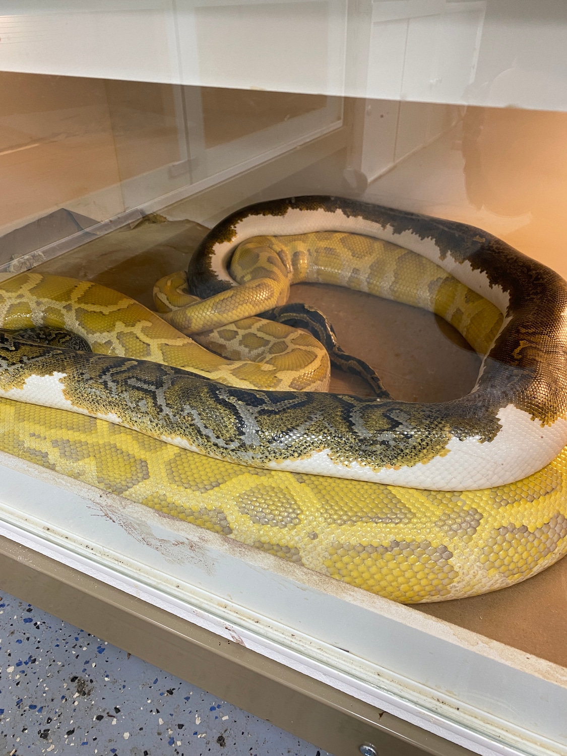 Pied Poss Het Albino Proven Breeder! Burmese Python by CNR Reptiles ...