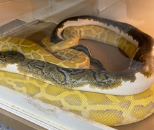 Pied Poss Het Albino Proven Breeder! Burmese Python by CNR Reptiles ...