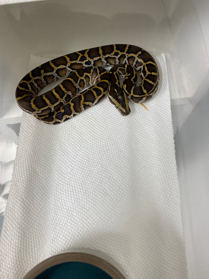 Triple Het Albino, Pied, Labyrinth Burmese Python by CNR Reptiles