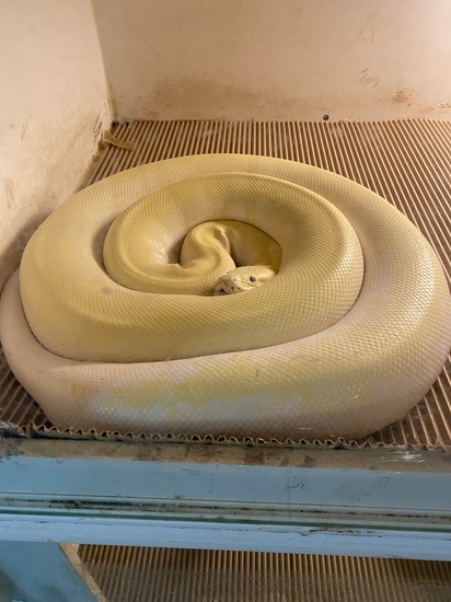 Ivory Labyrinth 100% Het Albino Burmese Python by CNR Reptiles