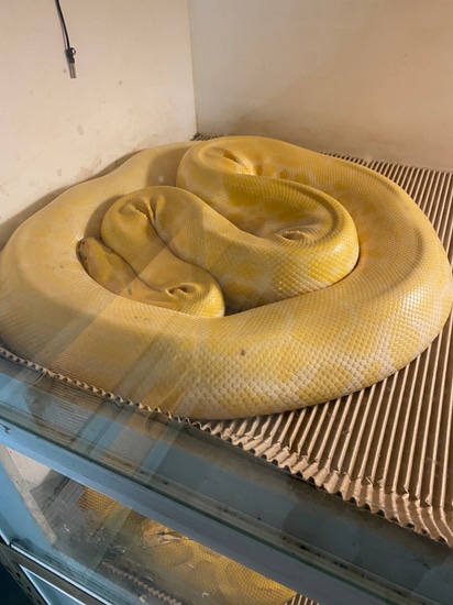 Pearl Burmese Python by CNR Reptiles