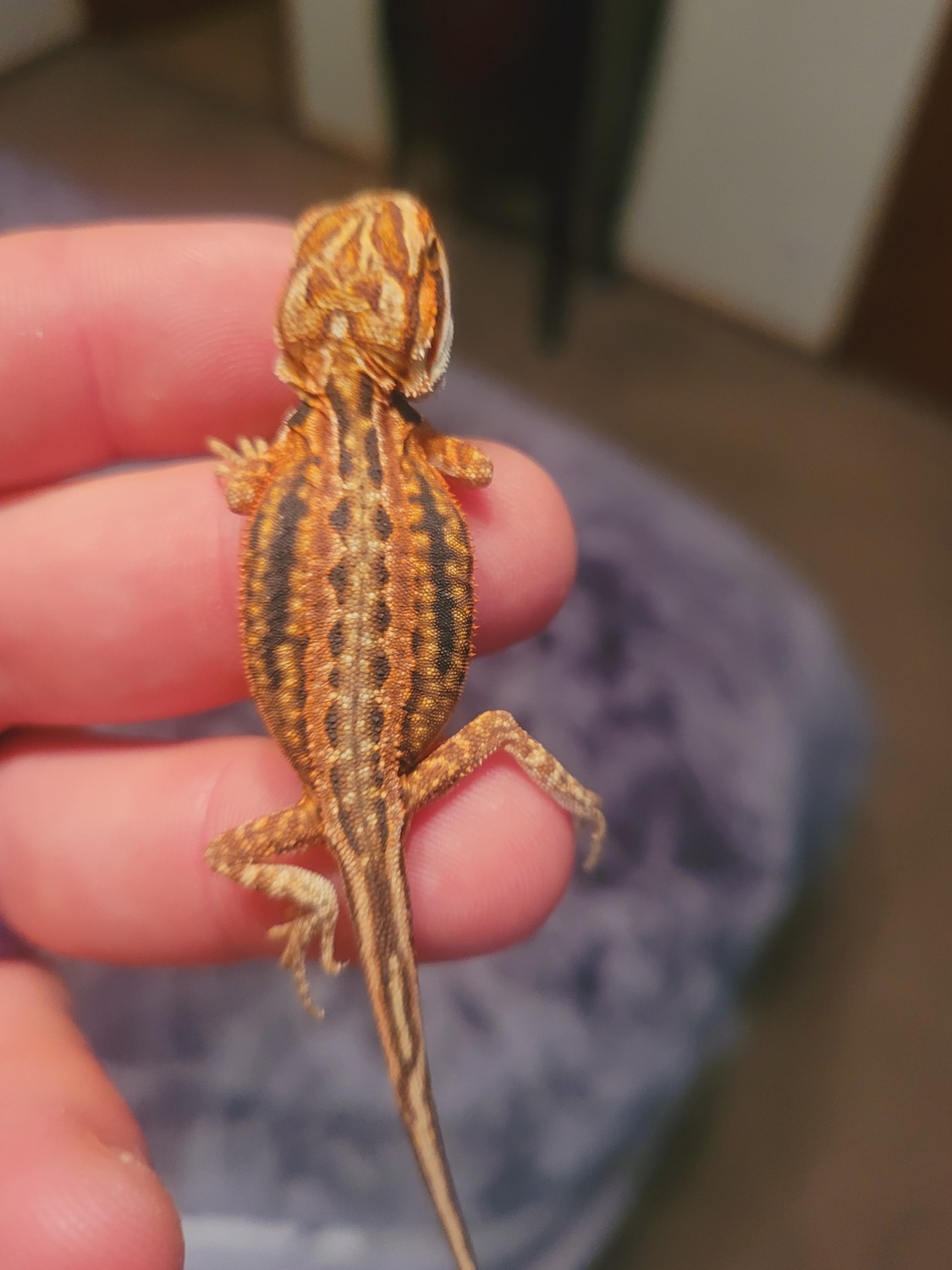 Hypo Dunner Leatherback Het Trans Central Bearded Dragon by Cookie ...
