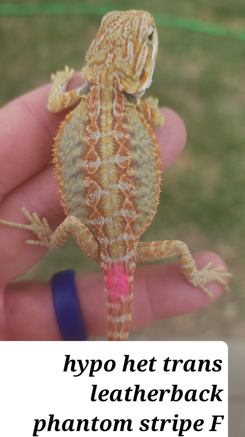 Stunning Hypo Het Trans Leatherback Phantom Stripe Central Bearded ...