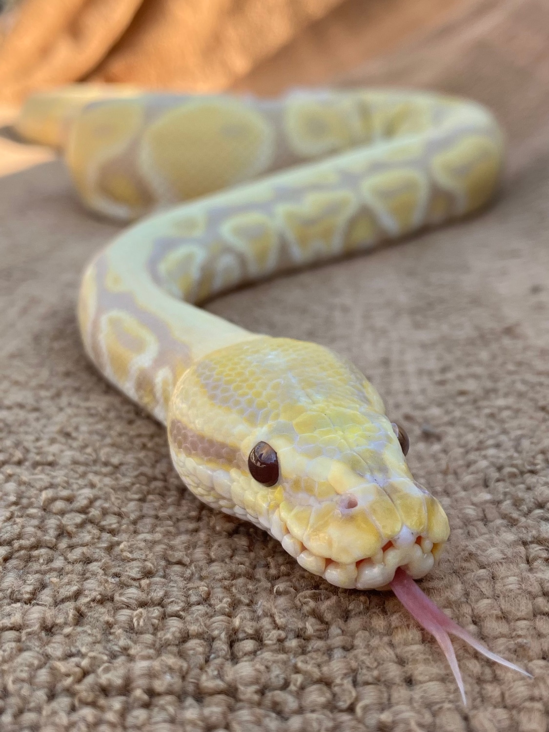 Candino Ball Python by Great Lakes Snakes - MorphMarket