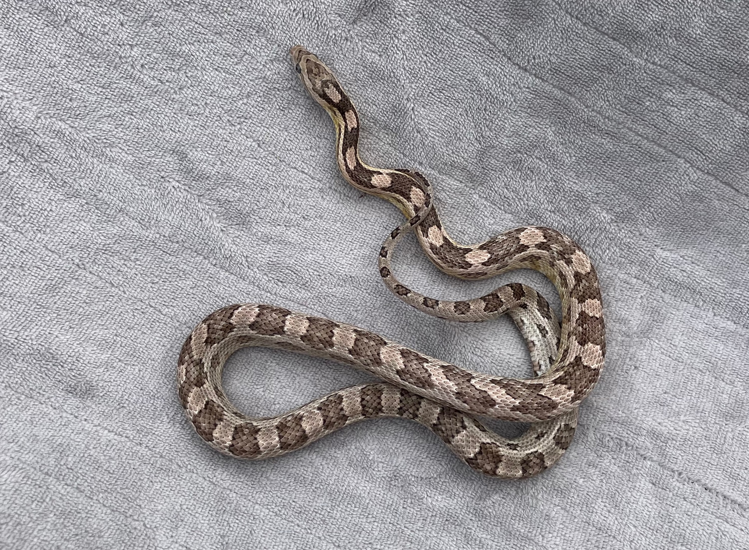 Anerythristic DH Stripe And Amelanistic Corn Snake by Great Lakes ...
