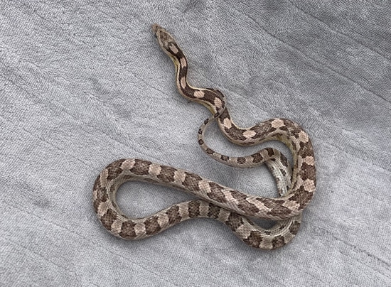 Anerythristic DH Stripe And Amelanistic Corn Snake by Great Lakes Snakes
