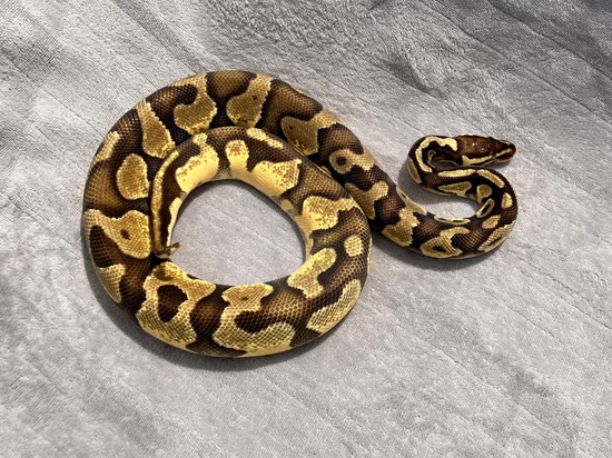 Pastel Enchi Fire Het Pied Ball Python by Great Lakes Snakes