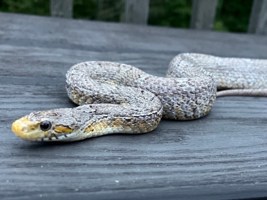 Proven Female Cinder Bloodred Het Ultra Corn Snake by Great Lakes Snakes