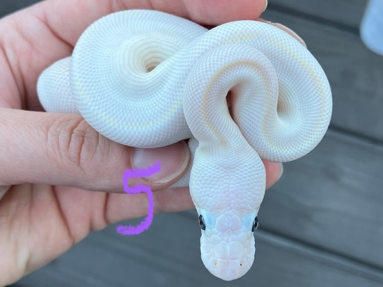 Karma (Lesser Phantom) Poss Black Head, Pastel Ball Python by Great ...